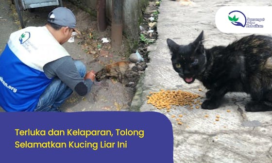 Tolong! Selamatkan Kucing yang Sakit dan Kelaparan Ini Tolong! Selamatkan Kucing yang Sakit dan Kelaparan Ini