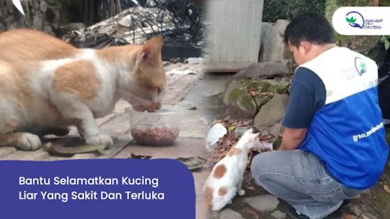 Tolong! Selamatkan Kucing yang Sakit dan Kelaparan Ini
