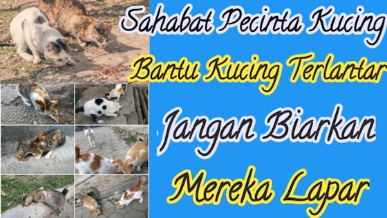 Peduli Kucing Terlantar Jangan Biarkan Mereka Kelaparan